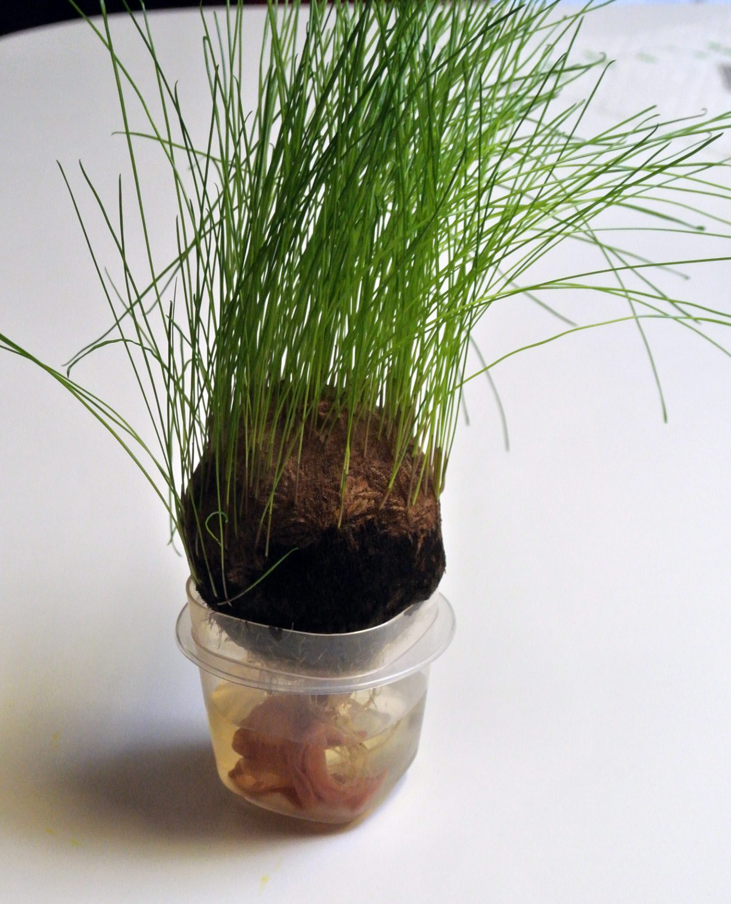 Turf Buddies AKA Dirt Babies - Oregon Agriculture in the Classroom