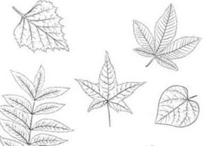 Learning to Make a Dichotomous Key - Oregon Agriculture in the Classroom