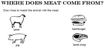Where Does Meat Come From? Worksheet - Oregon Agriculture in the Classroom