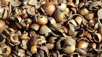 Hazelnuts - Oregon Agriculture in the Classroom