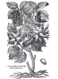 Hazelnuts - Oregon Agriculture in the Classroom