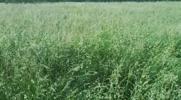 Forage and Turf Grass Seed - Oregon Agriculture in the Classroom