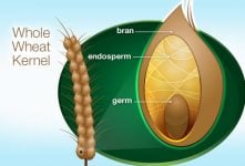 Wheat - Oregon Agriculture in the Classroom