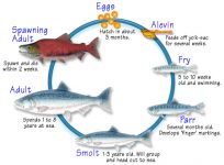 Salmon - Oregon Agriculture in the Classroom