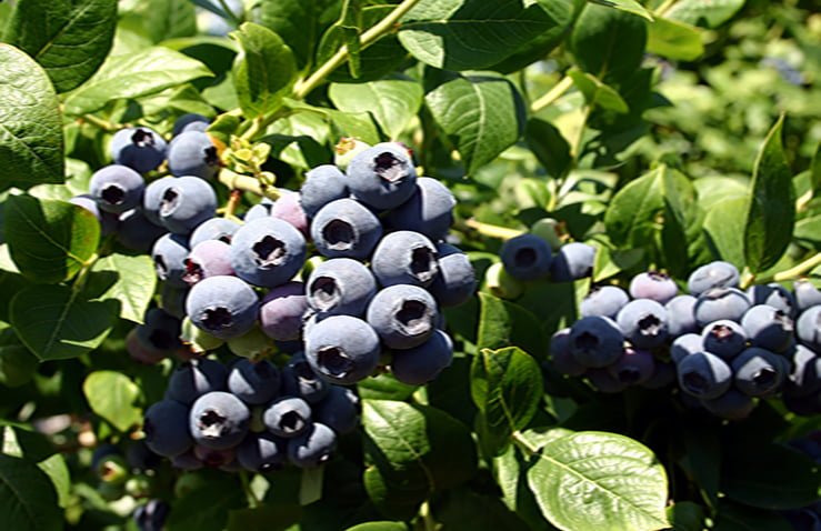 Oregon Grown Commodities | Oregon Agriculture in the Classroom