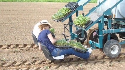 Broccoli - Oregon Agriculture in the Classroom