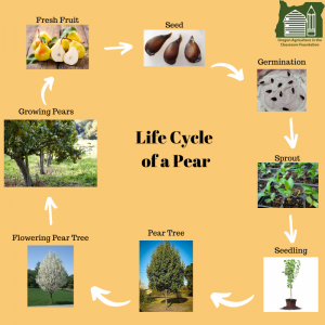 Pears - Oregon Agriculture in the Classroom