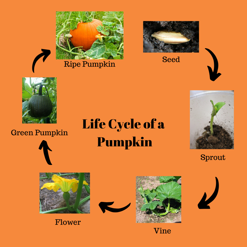 Pumpkins - Oregon Agriculture in the Classroom
