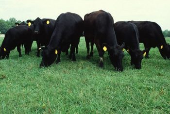 Beef Cattle - Oregon Agriculture in the Classroom