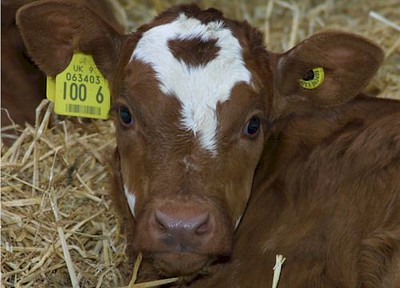 Beef Cattle - Oregon Agriculture in the Classroom