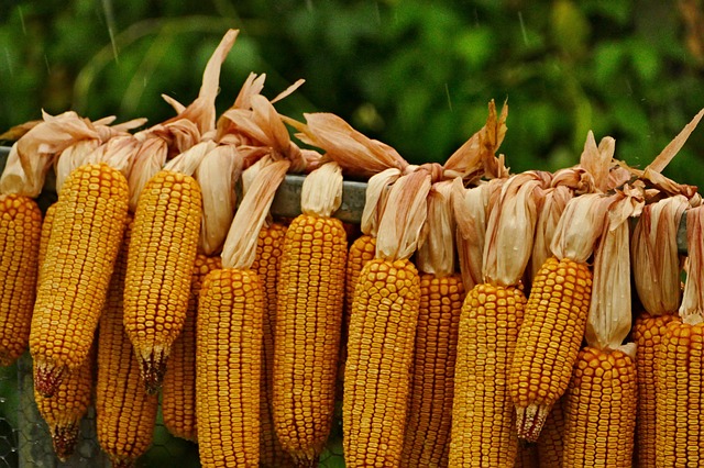 Corn - Oregon Agriculture in the Classroom