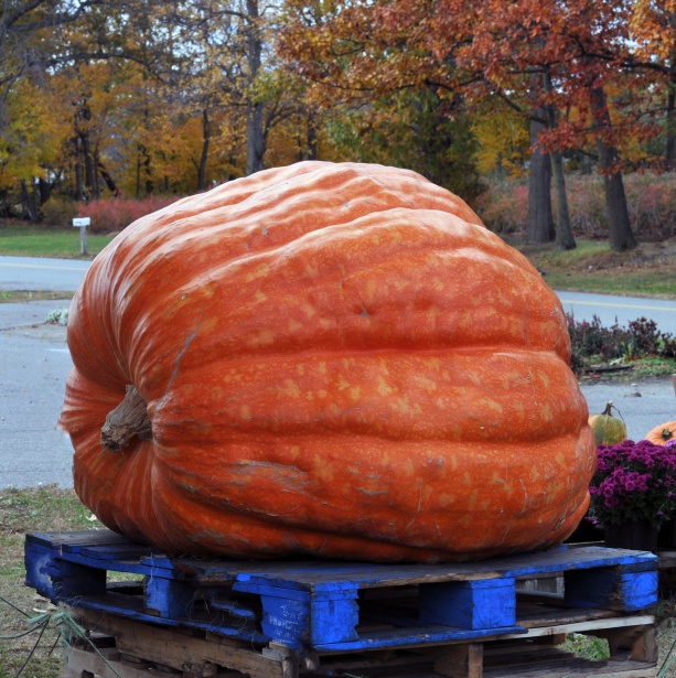 Pumpkins - Oregon Agriculture in the Classroom