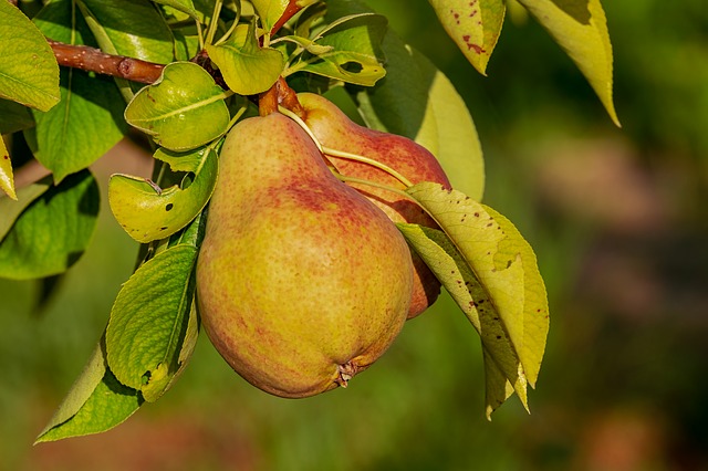 Pears - Oregon Agriculture in the Classroom