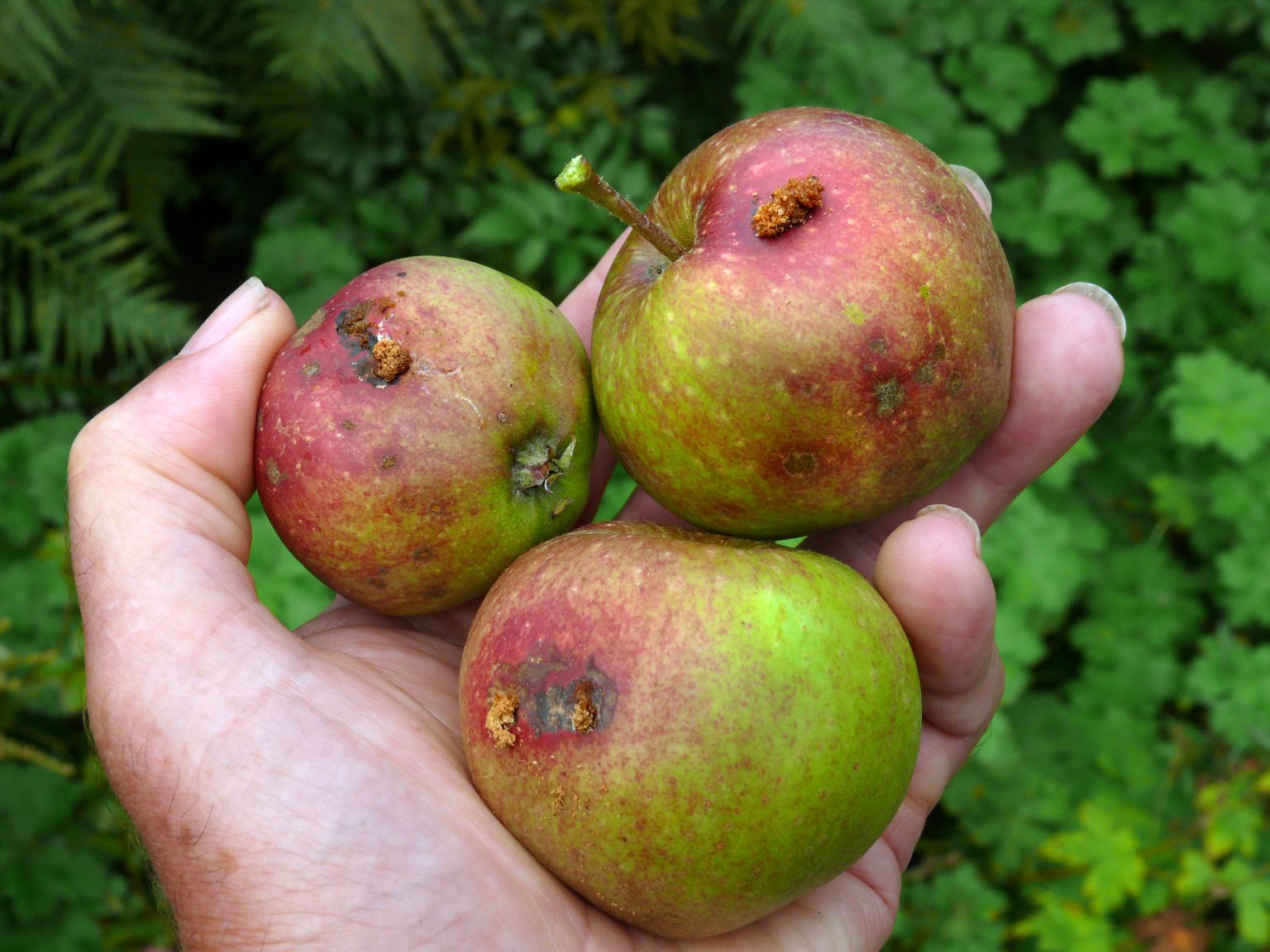 Apples - Oregon Agriculture in the Classroom