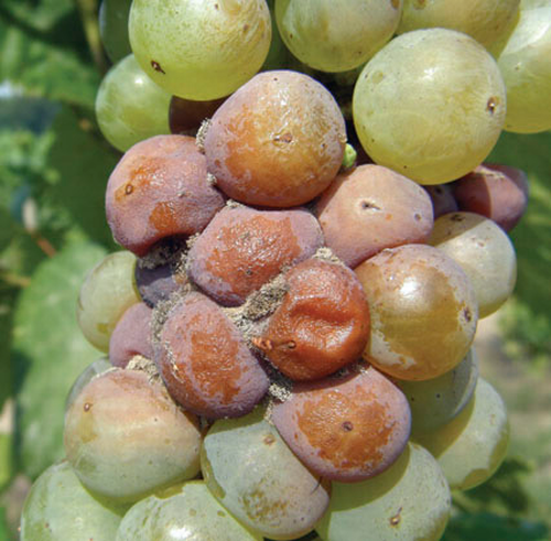 Grapes - Oregon Agriculture in the Classroom