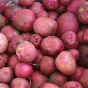 Potatoes - Oregon Agriculture in the Classroom