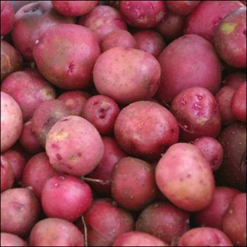 Potatoes - Oregon Agriculture in the Classroom