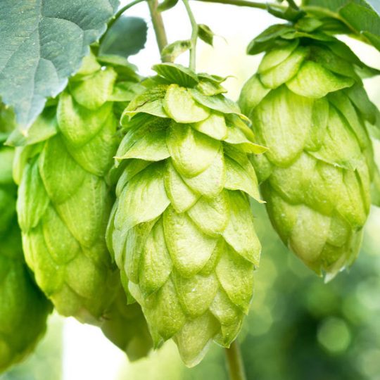 Hops - Oregon Agriculture in the Classroom