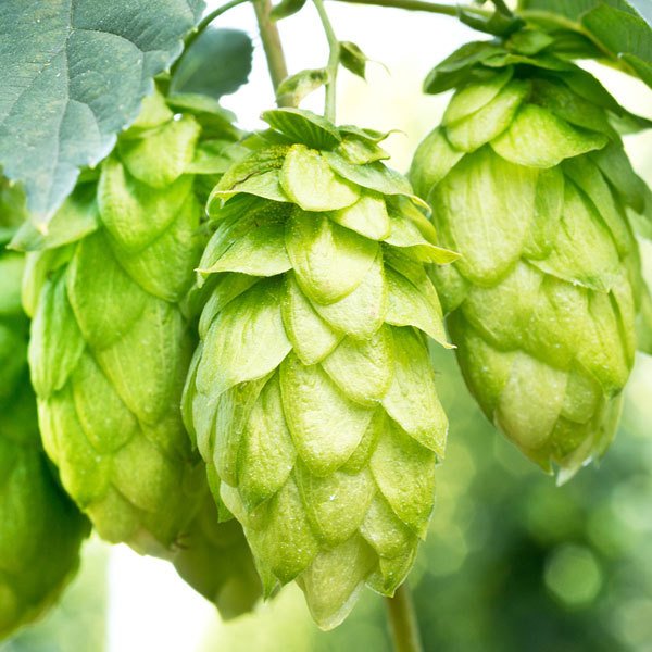 Hops - Oregon Agriculture in the Classroom