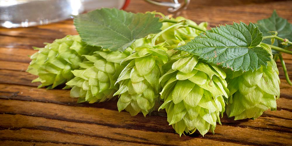 Hops - Oregon Agriculture in the Classroom