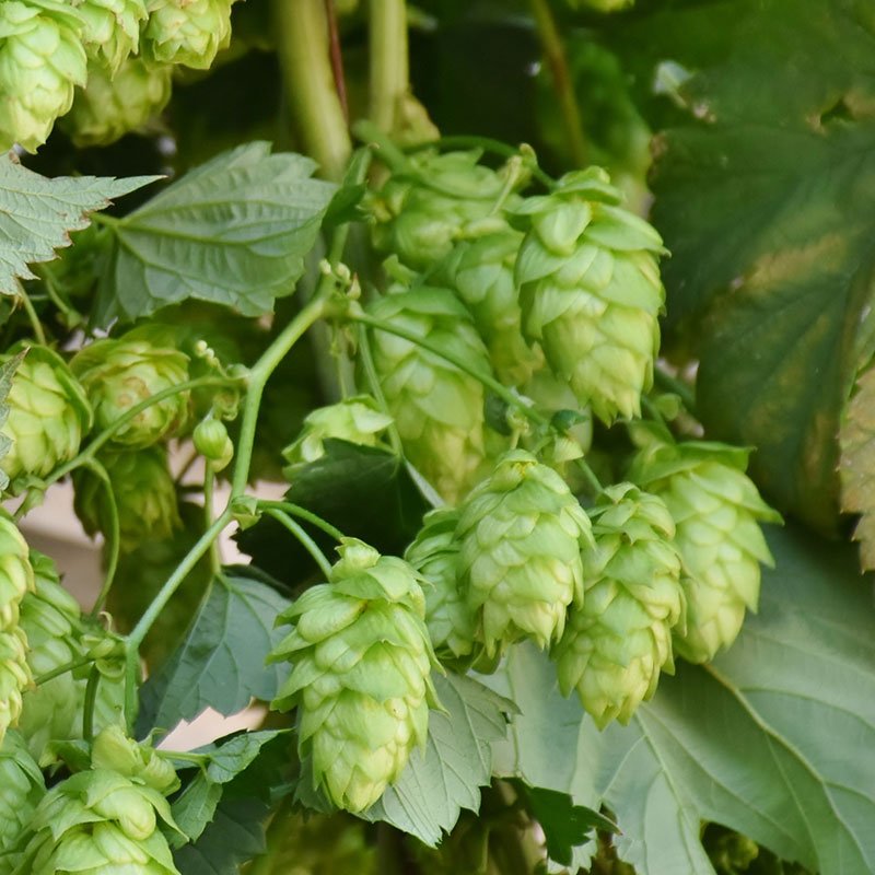 Hops - Oregon Agriculture in the Classroom