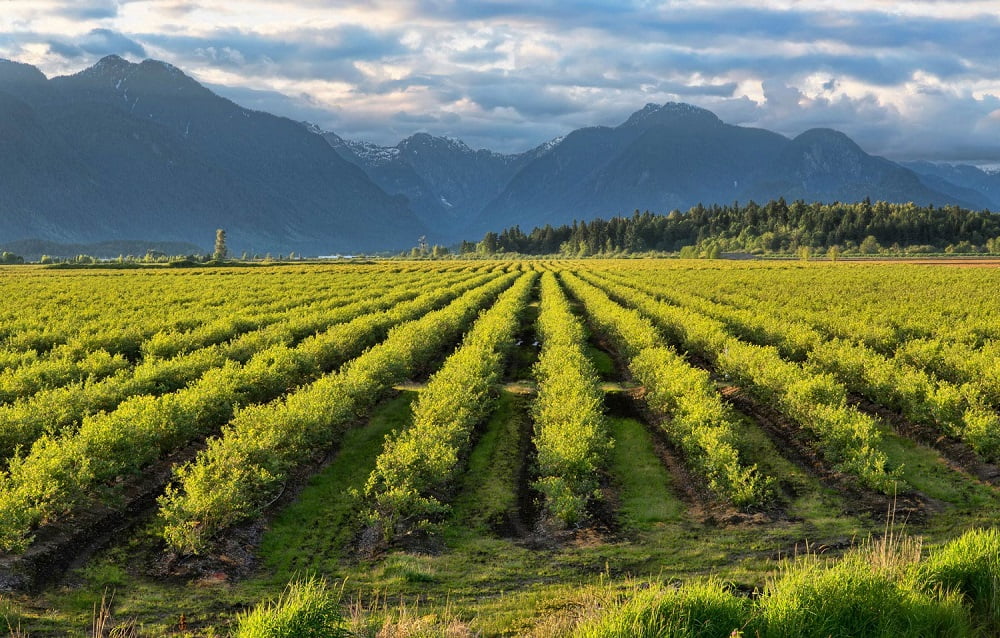 Blueberries - Oregon Agriculture in the Classroom