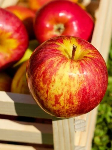 Apples - Oregon Agriculture in the Classroom