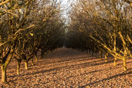 Hazelnuts - Oregon Agriculture in the Classroom