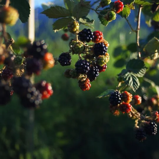 Caneberries - Oregon Agriculture in the Classroom