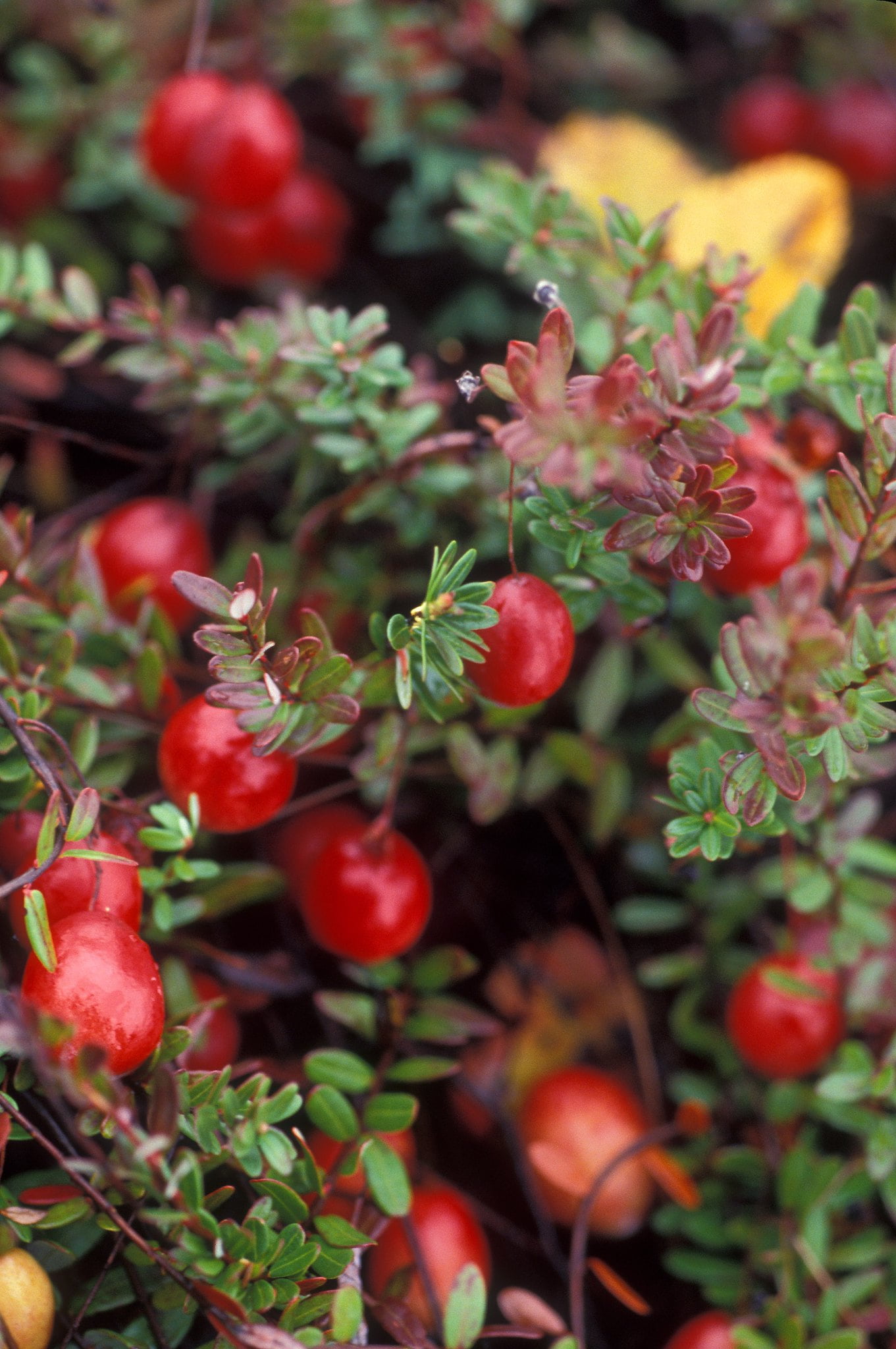 Cranberries - Oregon Agriculture in the Classroom