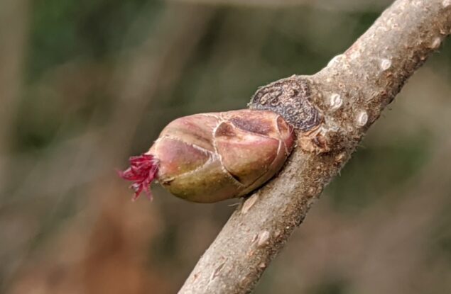 Hazelnuts - Oregon Agriculture in the Classroom