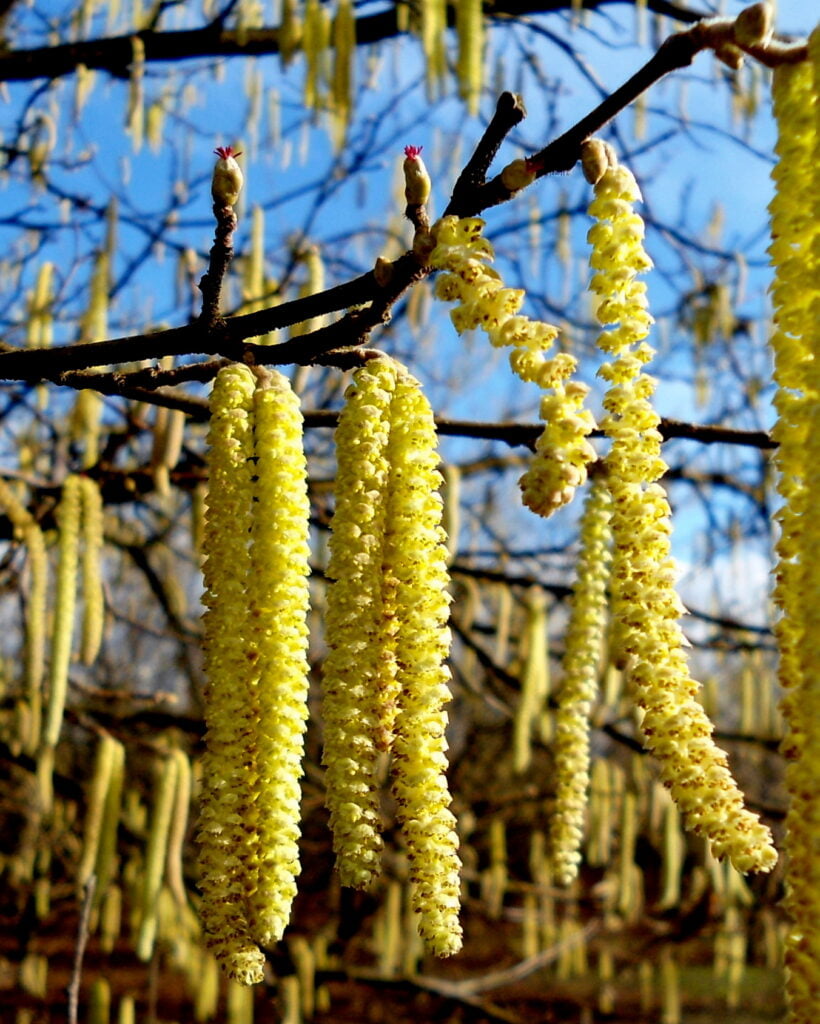 Hazelnuts - Oregon Agriculture in the Classroom