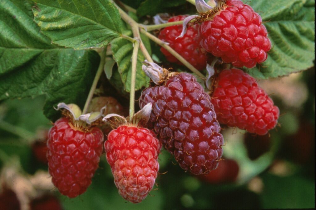 Caneberries - Oregon Agriculture in the Classroom