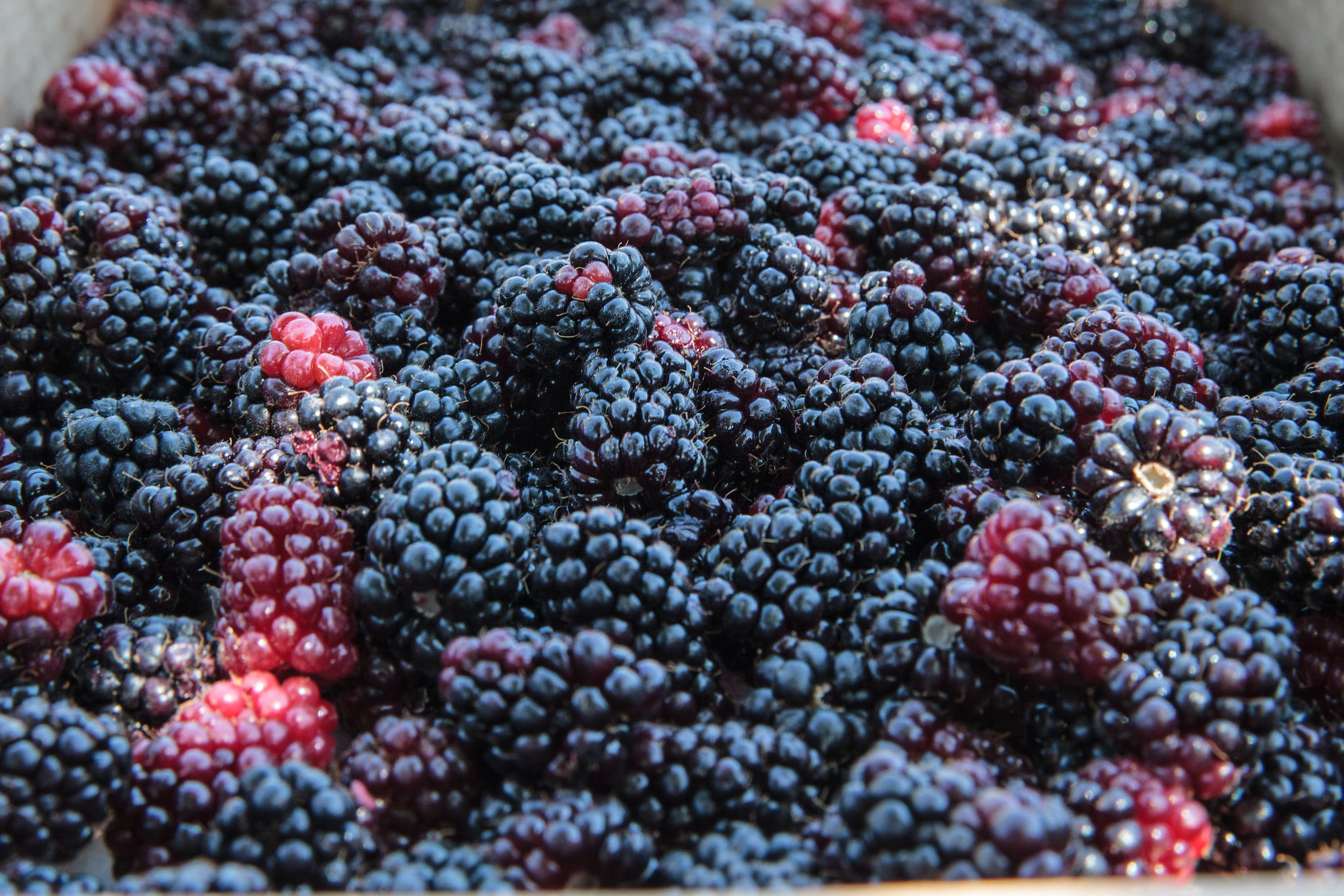 Caneberries - Oregon Agriculture in the Classroom
