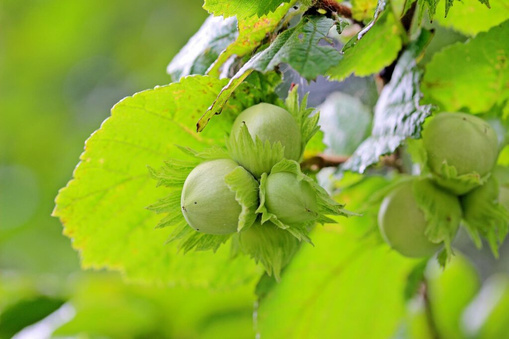 Hazelnuts - Oregon Agriculture in the Classroom