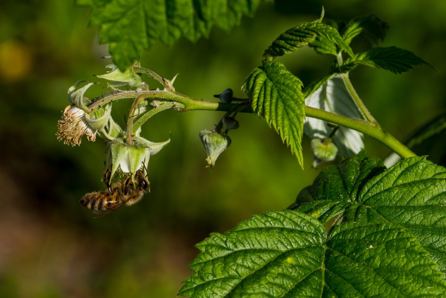 Caneberries - Oregon Agriculture in the Classroom