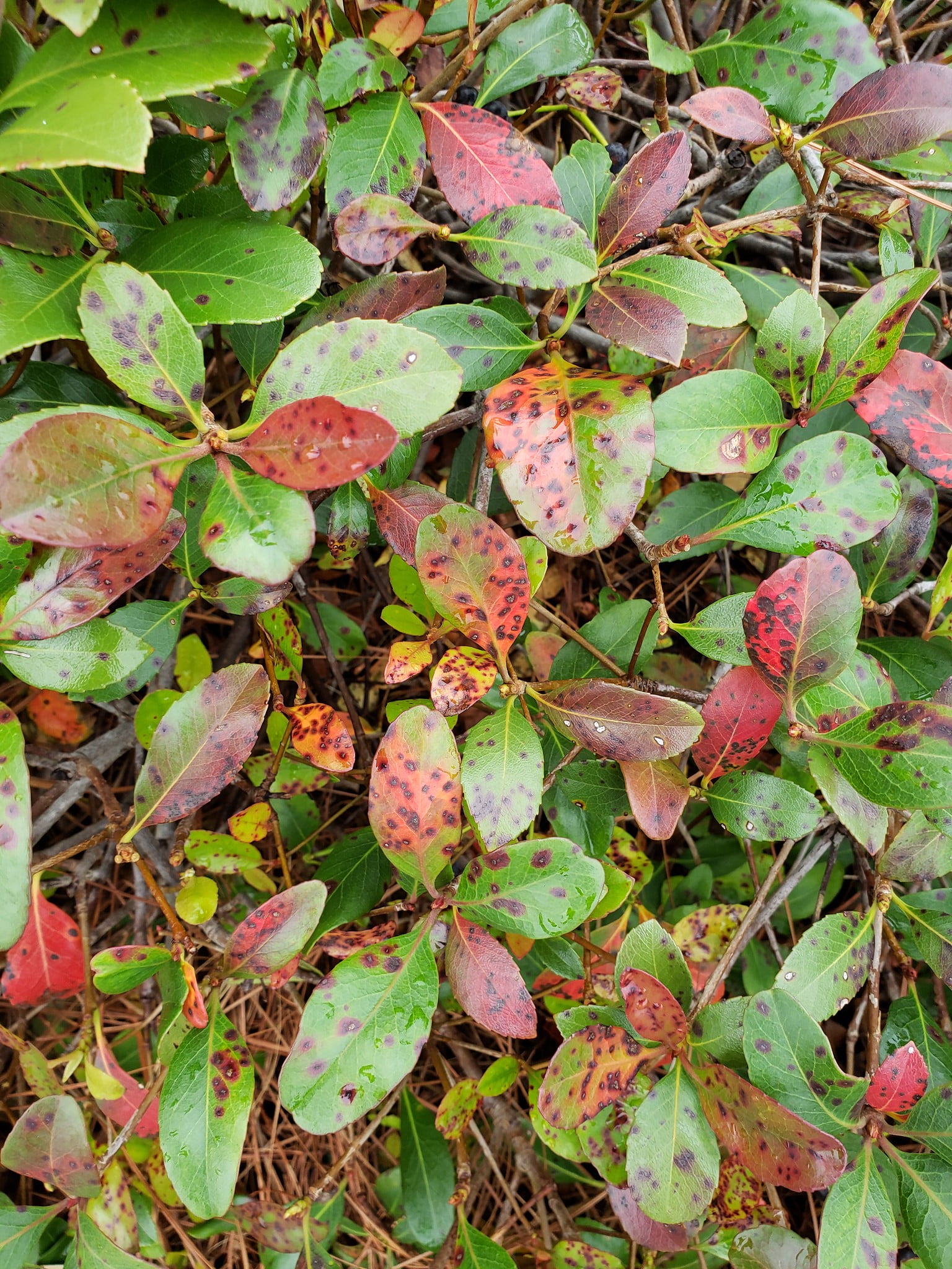 Cranberries - Oregon Agriculture in the Classroom