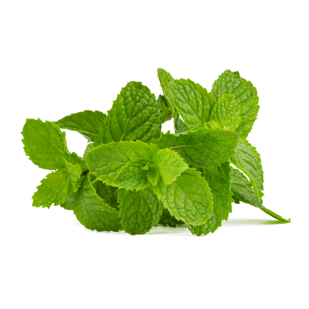 Peppermint - Oregon Agriculture in the Classroom