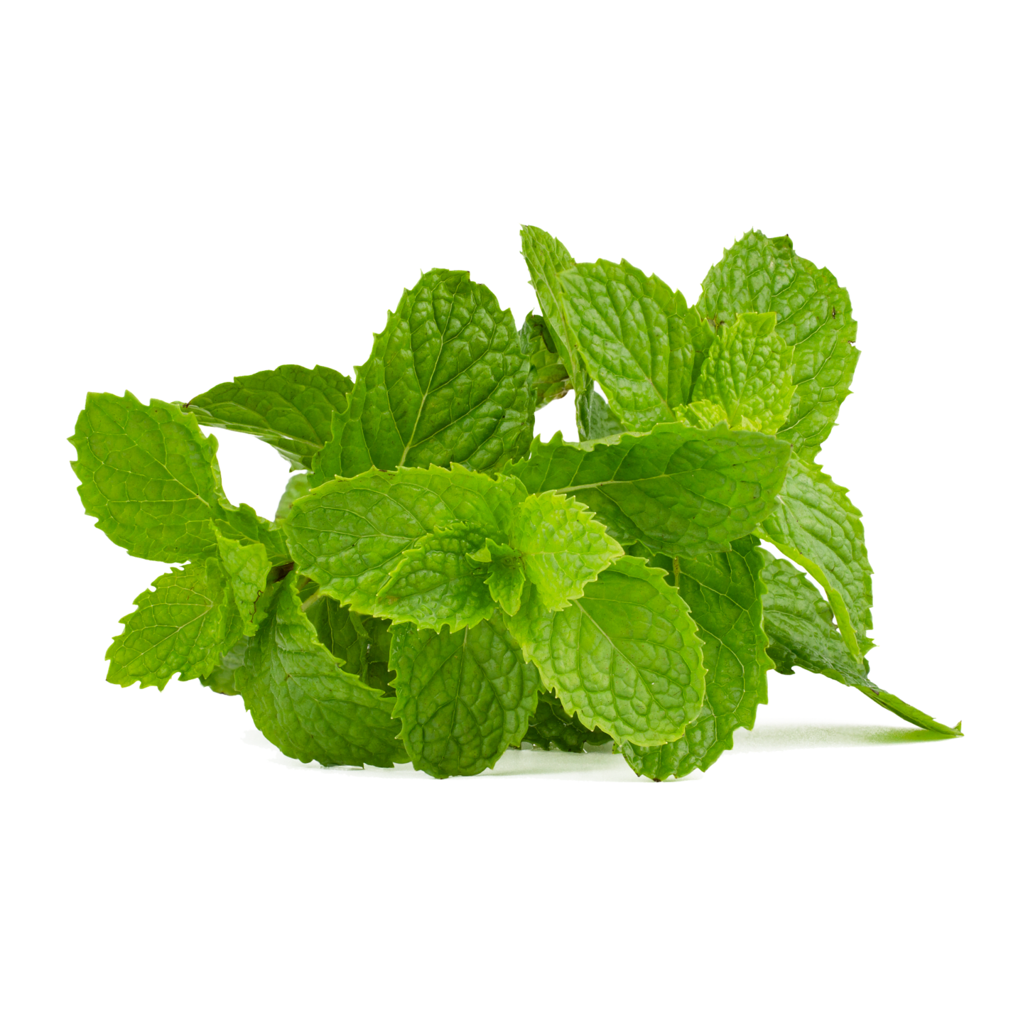 Peppermint - Oregon Agriculture in the Classroom