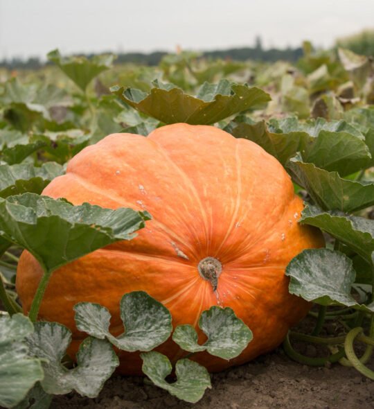 Pumpkins - Oregon Agriculture in the Classroom